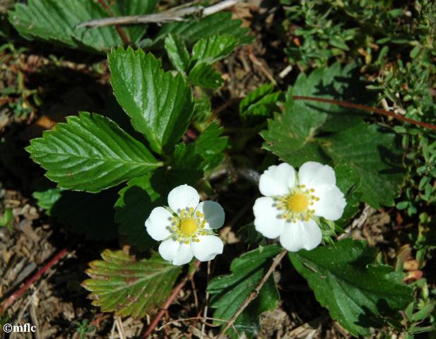 fraisier des bois :: Mon herbier limousin