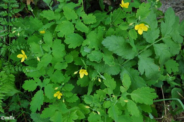 Chélidoine :: Mon herbier limousin