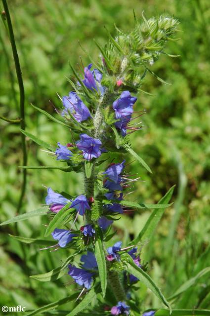 Vipérine :: Mon herbier limousin