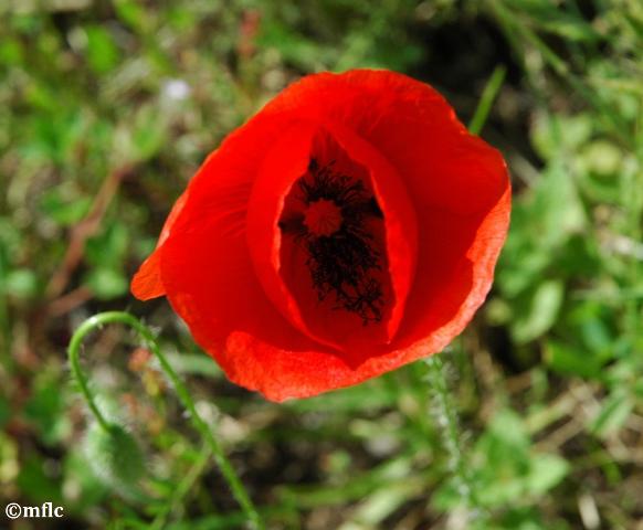 Coquelicot :: Mon herbier limousin