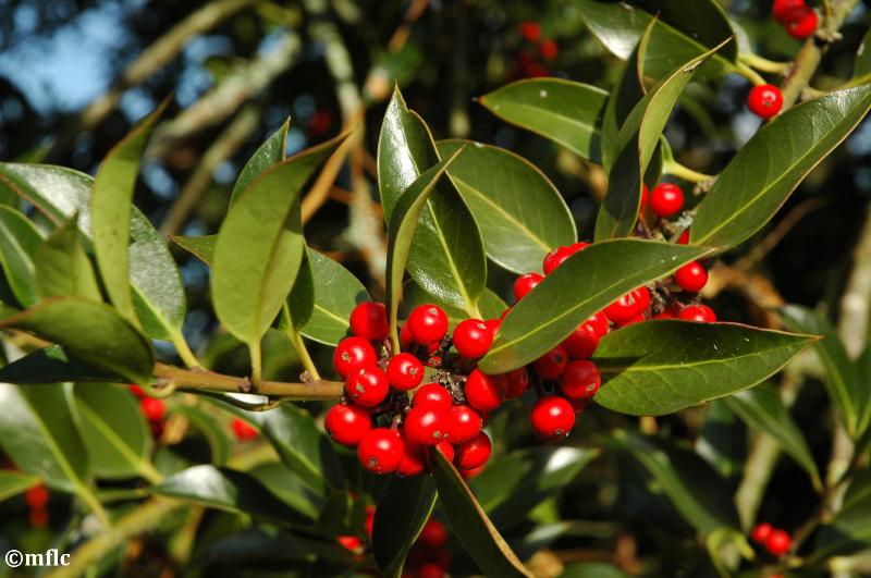 Houx :: Mon herbier limousin