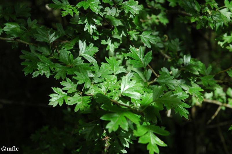Aubépine :: Mon herbier limousin