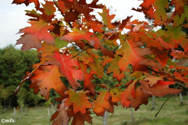 Chêne rouge :: Mon herbier limousin