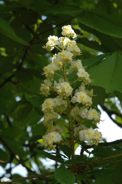Marronnier :: Mon herbier limousin