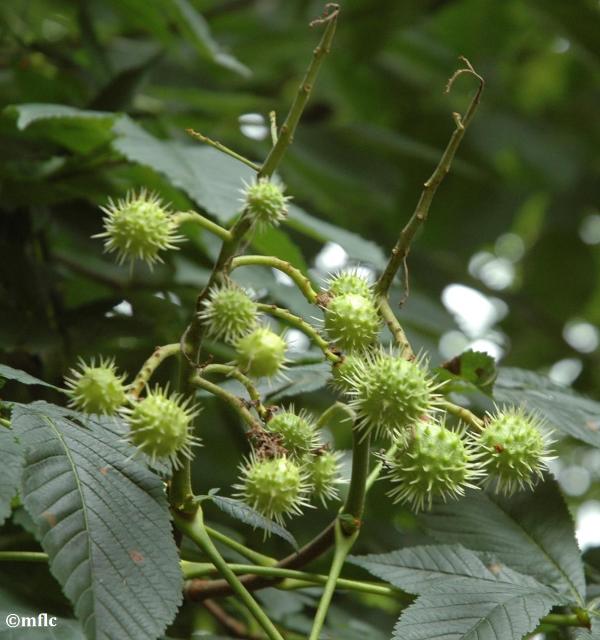 Marronnier :: Mon herbier limousin