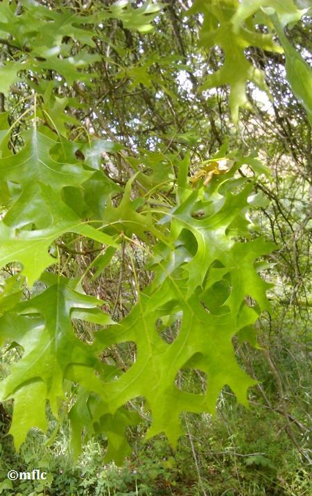 Chêne écarlate :: Mon herbier limousin