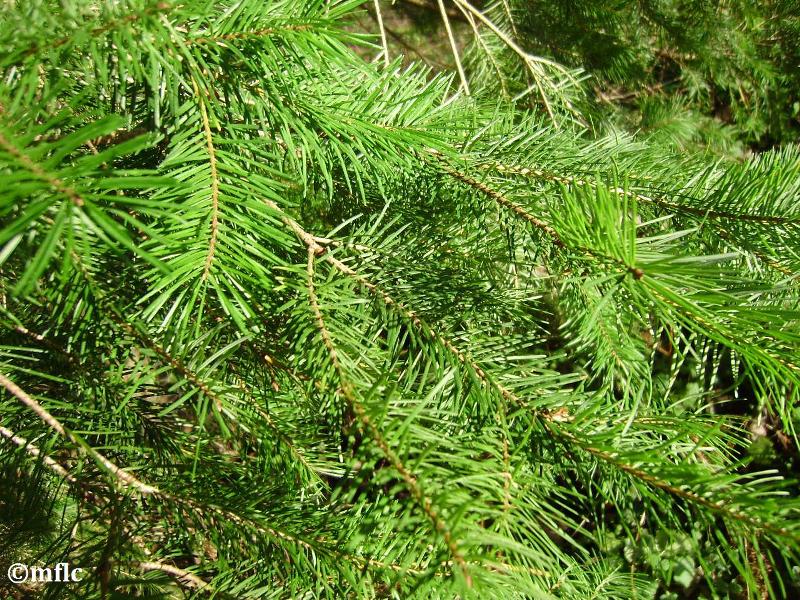 Pin Douglas :: Mon herbier limousin