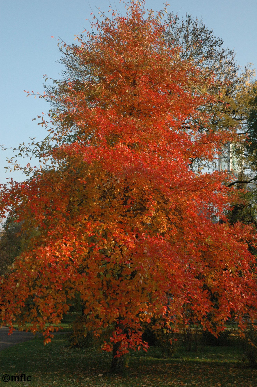 Nyssa sylvatica :: Mon herbier limousin